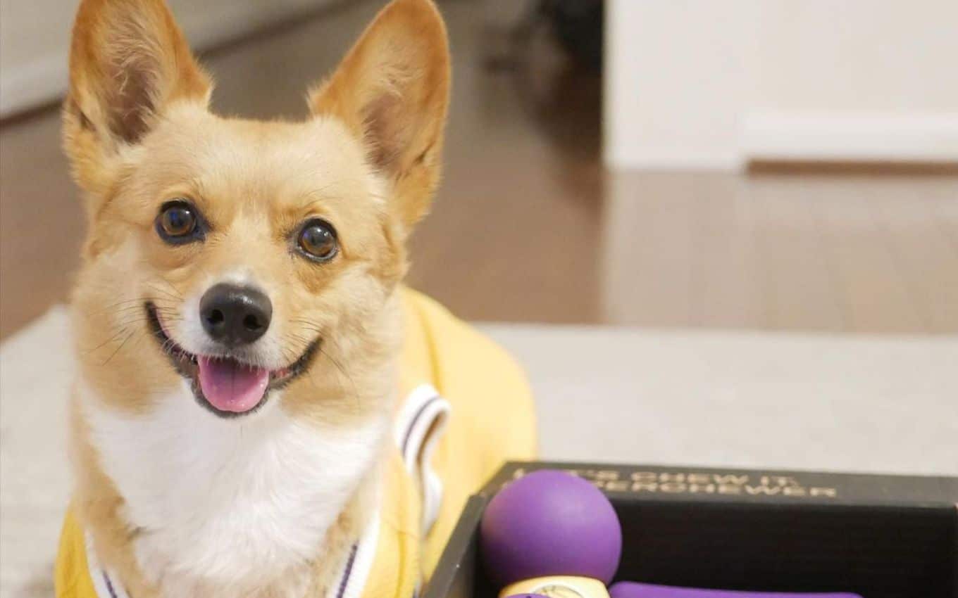 NBA: após iludir Warriors, corgi ataca novamente e vira terror dos ...